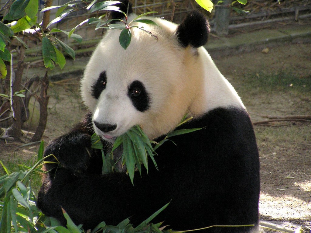 Panda Quiz » FreeKidsTrivia